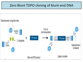 Common cloning technique | PPTX