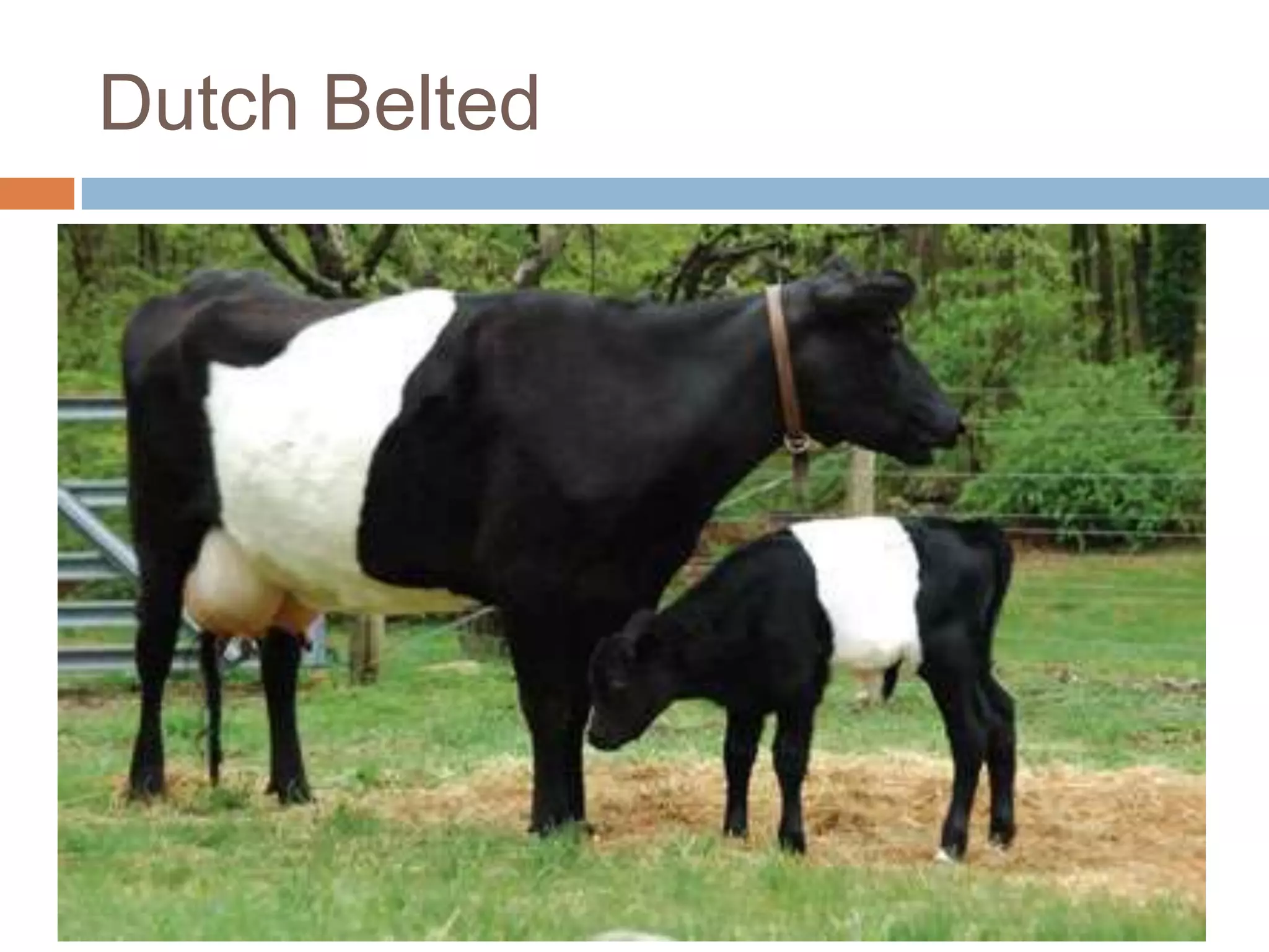 Common Dairy Breeds | PPT