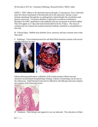 Common diseases and affections of laboratroy rabbits, quick review ...