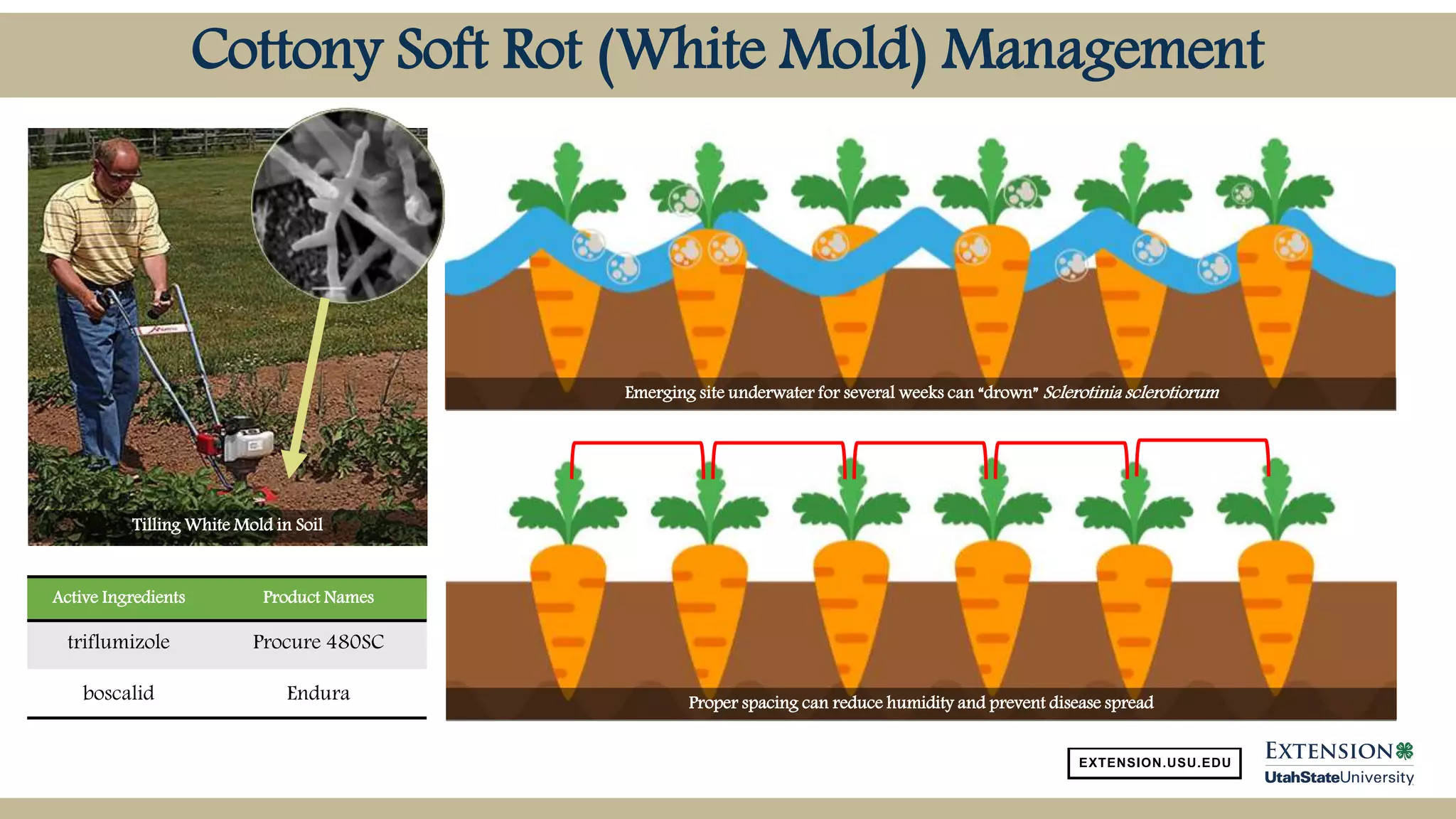 Common Diseases of Root Crops in Utah | PPT