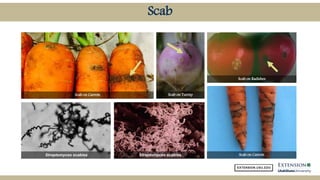 Common Diseases of Root Crops in Utah | PPT