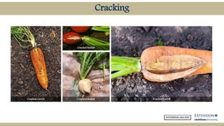 Common Diseases of Root Crops in Utah | PPTX