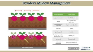 Common Diseases of Root Crops in Utah | PPT