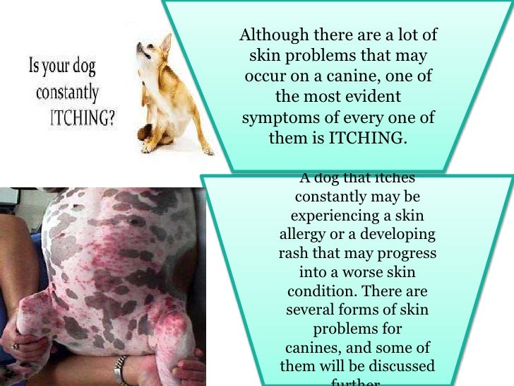 Common Dog Skin Problems and Their Causes