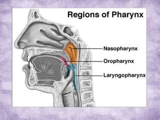 Common ent problems and managements | PPT | Ear, Nose and Throat ...