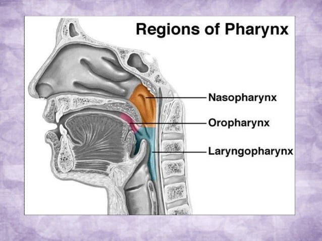 Common ent problems and managements | PPT | Ear, Nose and Throat ...