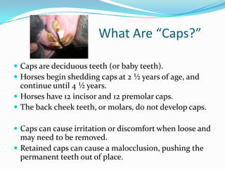 Common Equine Dental Questions | PPTX