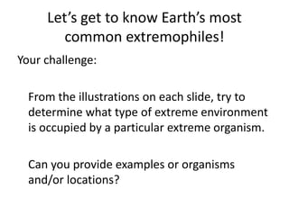 Common Extremophiles | PDF | Geography | Science