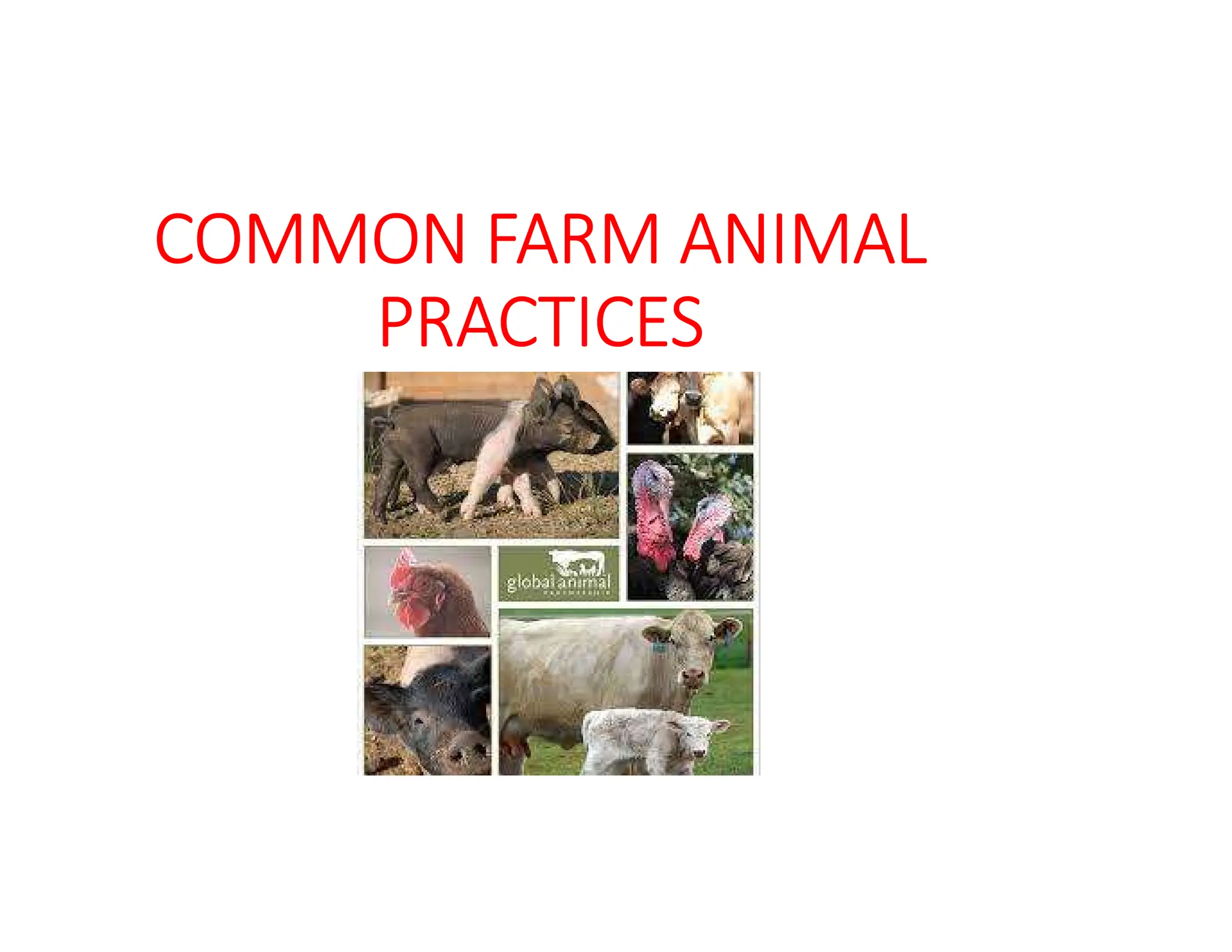 COMMON FARM ANIMAL practices of animal .pdf