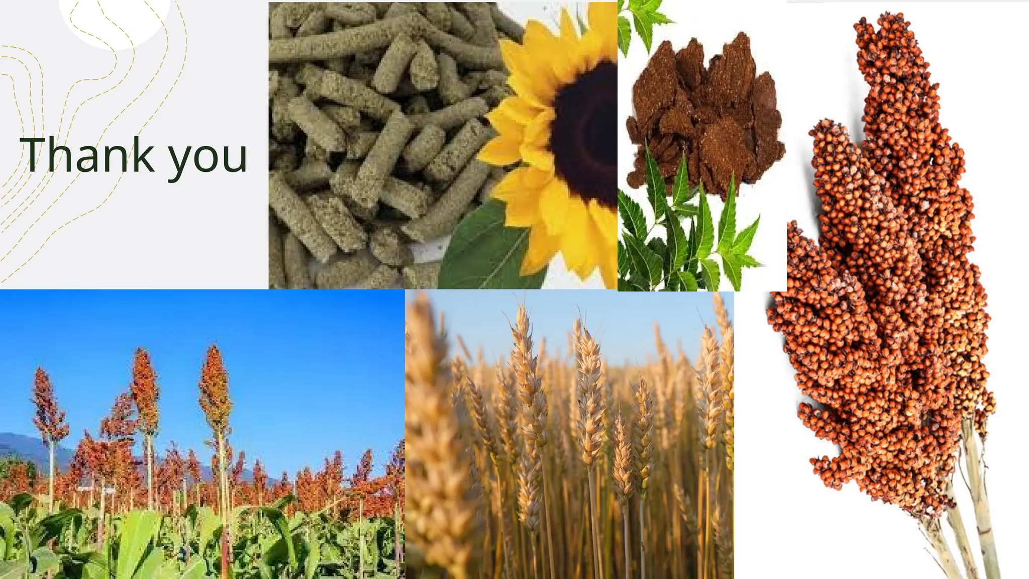 Common feedSTUFFS FOR POULTRY for poultry nutrition.pptx