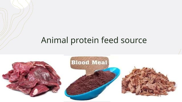 Common feedSTUFFS FOR POULTRY for poultry nutrition.pptx | Nutrition ...