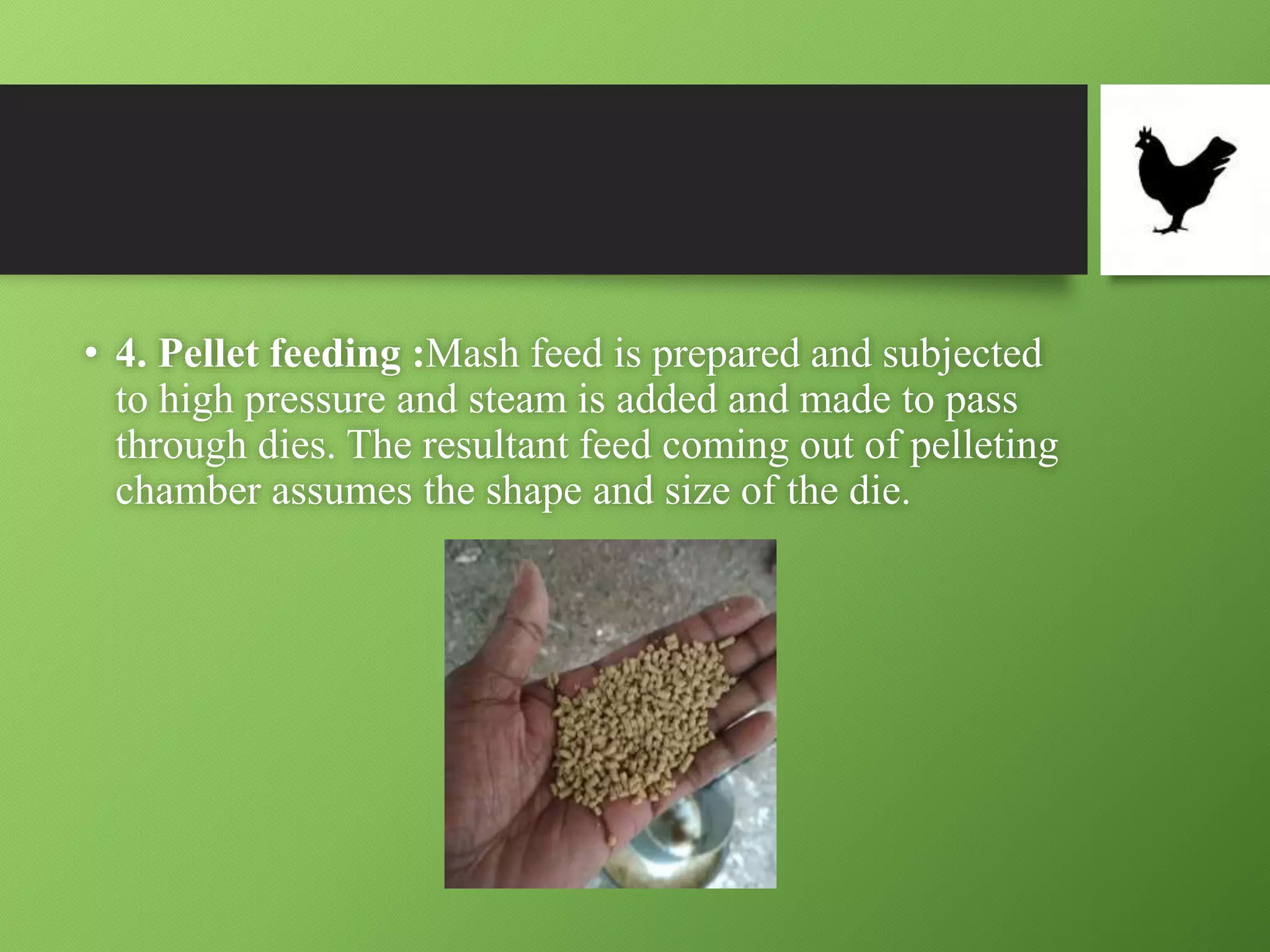 Common feedstuffs for poultry and nutrient requirement of poultry feed ...