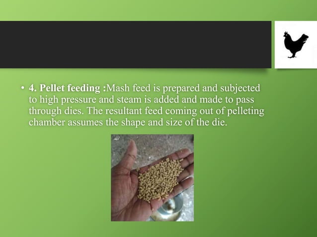 Common feedstuffs for poultry and nutrient requirement of poultry feed ...