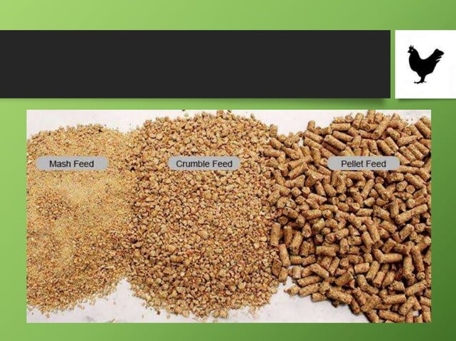Common feedstuffs for poultry and nutrient requirement of poultry feed ...