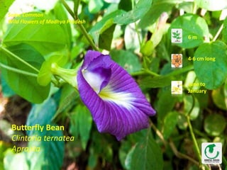 Common Flowers of Madhya Pradesh | PPT