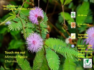 Common Flowers of Madhya Pradesh | PPTX