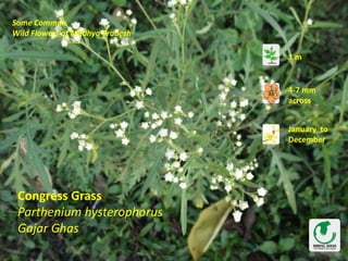 Common Flowers of Madhya Pradesh | PPTX