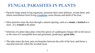 COMMON FUNGAL PARASITES OF PLANTS AND HUMANS | PPTX