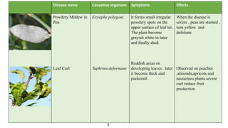 COMMON FUNGAL PARASITES OF PLANTS AND HUMANS | PPTX