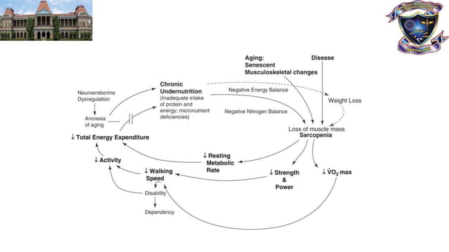 Common Geriatric Syndromes 1 Pptx