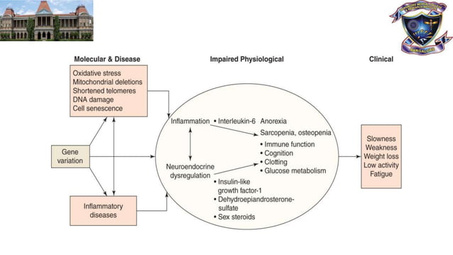 COMMON GERIATRIC SYNDROMES (1).pptx