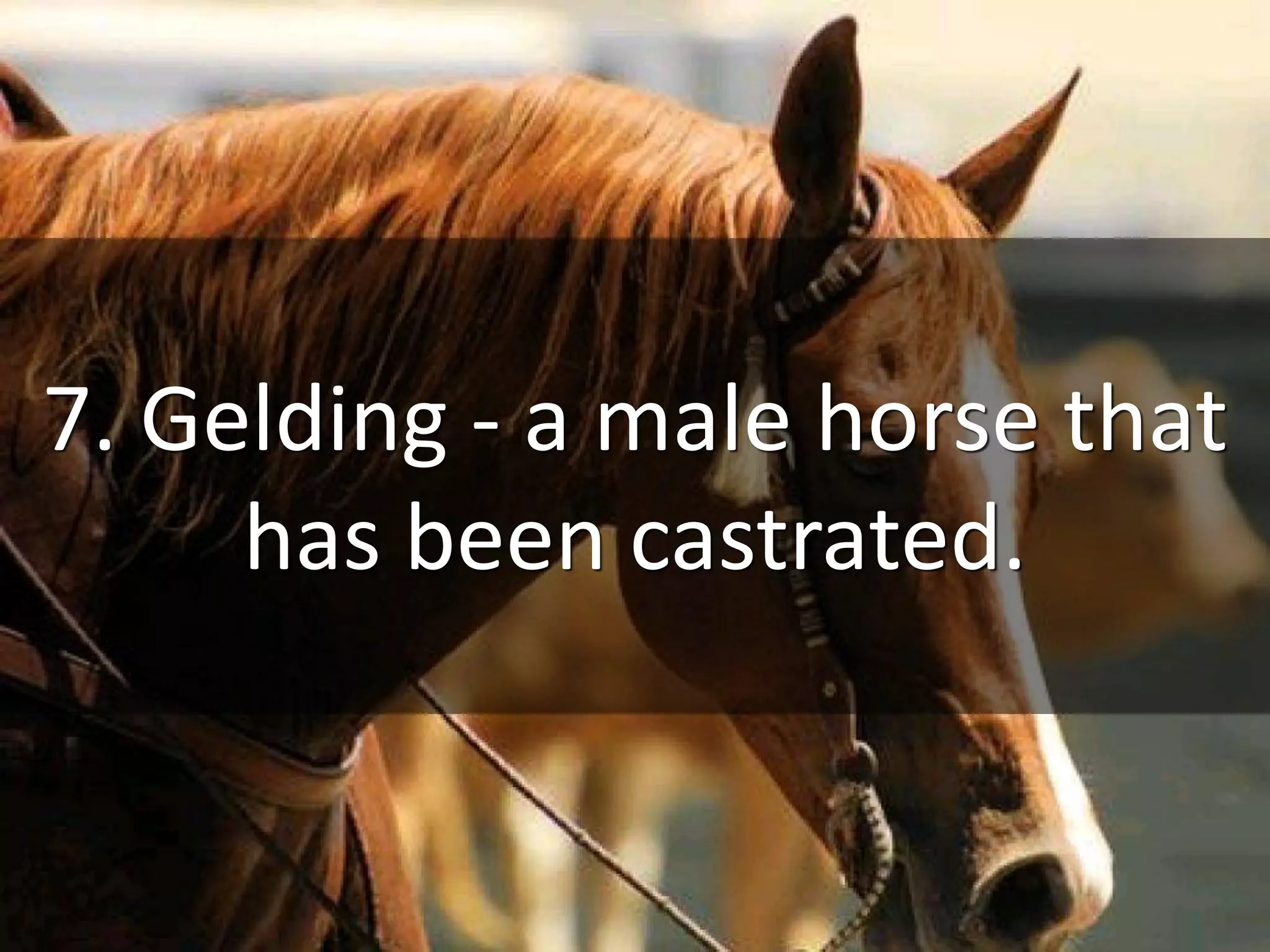 Common Horse Terms | PPTX