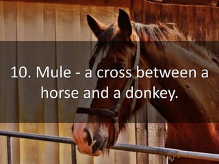 Common Horse Terms | PPTX