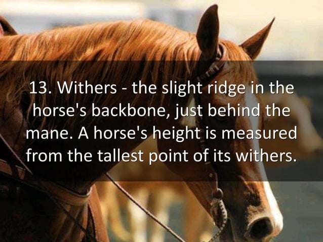 Common Horse Terms | PPTX
