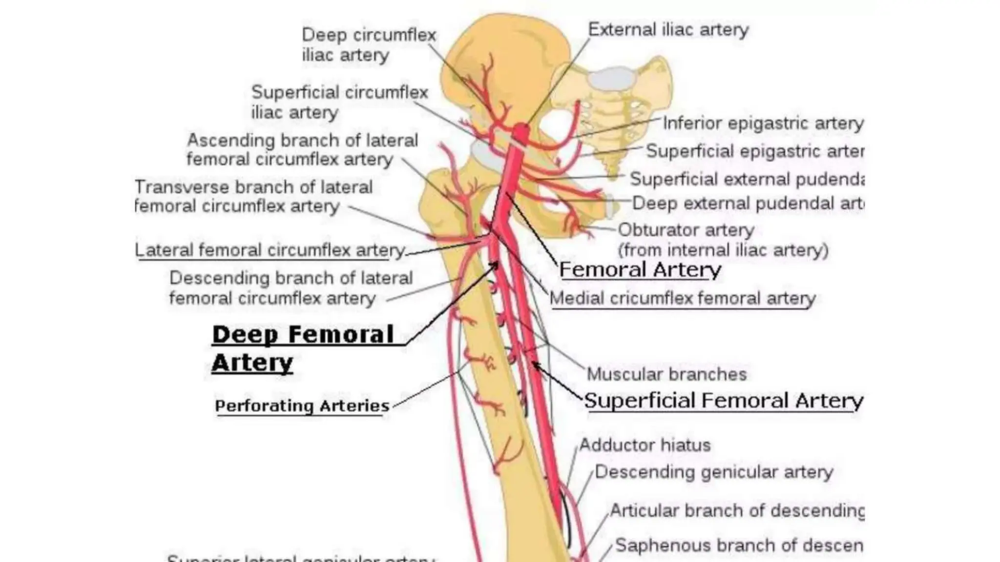 Common Iliac Artery Anatomy.pptx