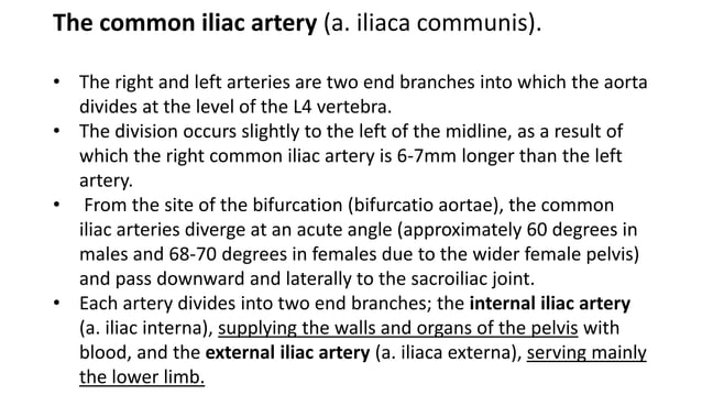 Common Iliac Artery Anatomy.pptx