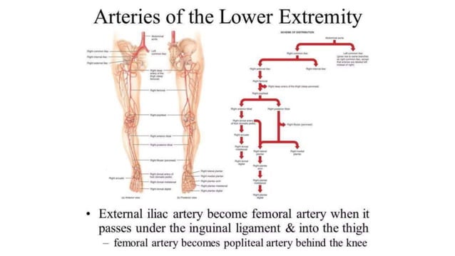 Common Iliac Artery Anatomy.pptx