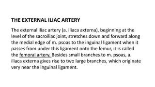 Common Iliac Artery Anatomy.pptx