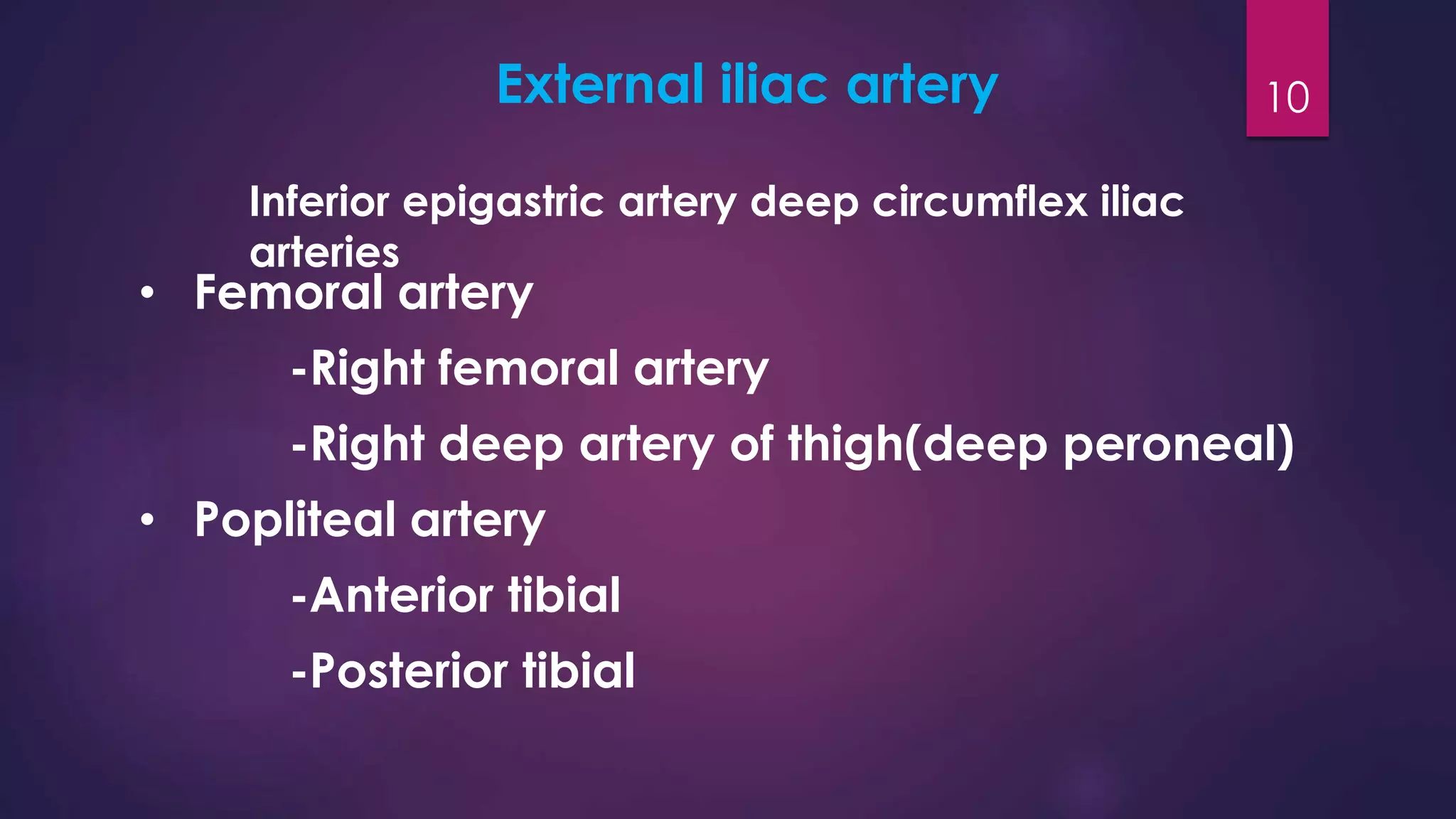 Common illiac artery | PPTX