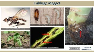 Common Insect Pests of Leafy Greens | PPTX