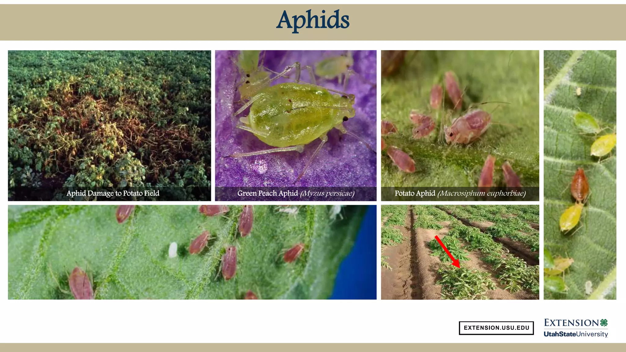 Common Insect Pests of Potatoes in Utah | PPTX