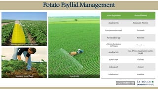 Common Insect Pests of Potatoes in Utah | PPTX
