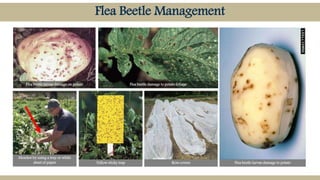Common Insect Pests of Potatoes in Utah | PPTX