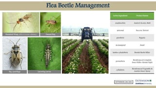 Common Insect Pests of Potatoes in Utah | PPTX