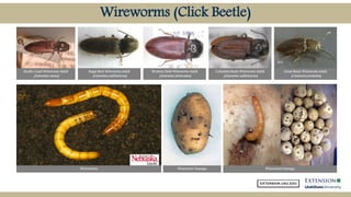 Common Insect Pests of Potatoes in Utah | PPTX