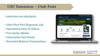 Common Insect Pests of Potatoes in Utah | PPTX