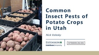 Common Insect Pests of Potatoes in Utah | PPTX