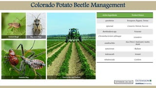 Common Insect Pests of Potatoes in Utah | PPTX
