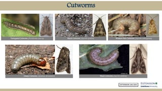 Common Insect Pests of Potatoes in Utah | PPTX