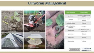 Common Insect Pests of Potatoes in Utah | PPTX