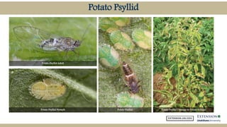 Common Insect Pests of Potatoes in Utah | PPTX