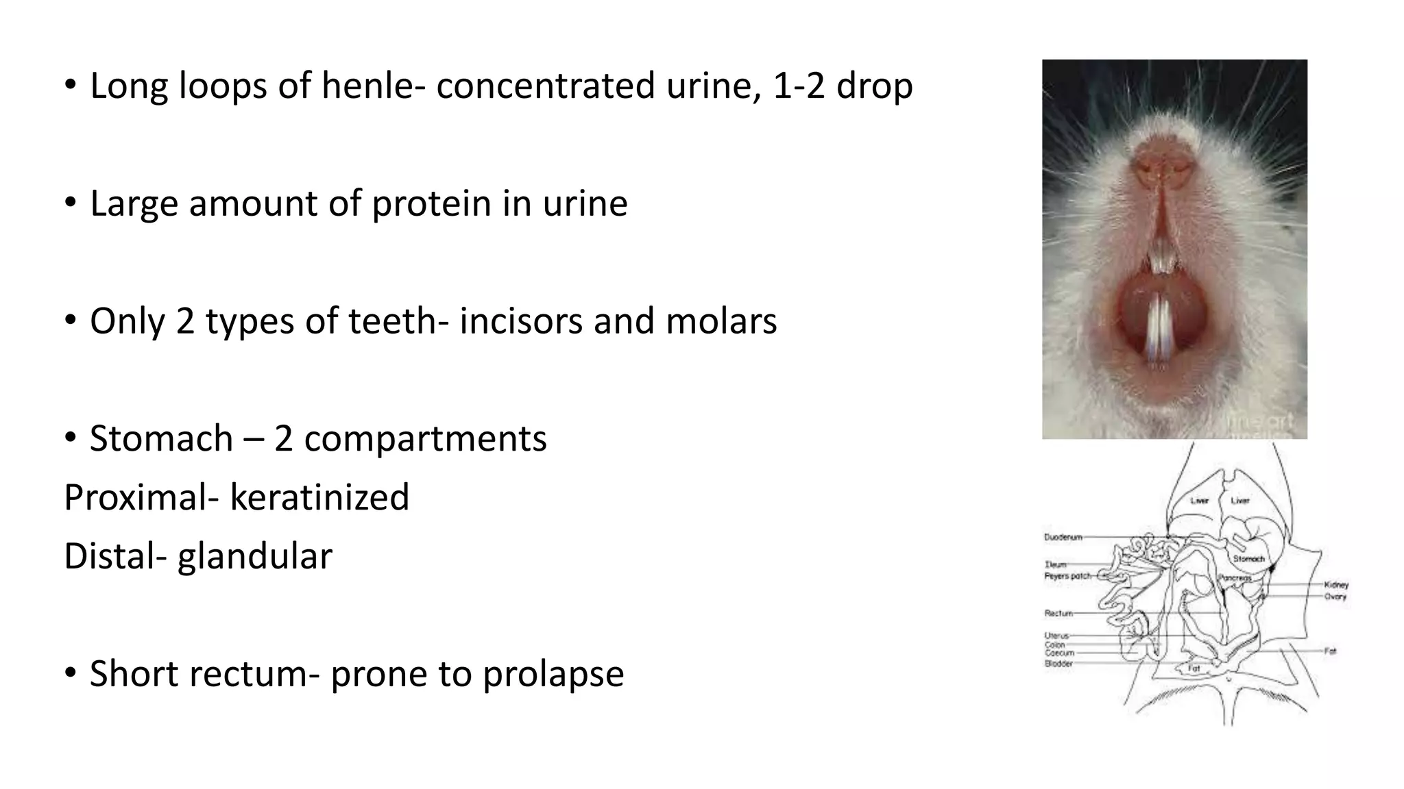 common lab animals.pptx
