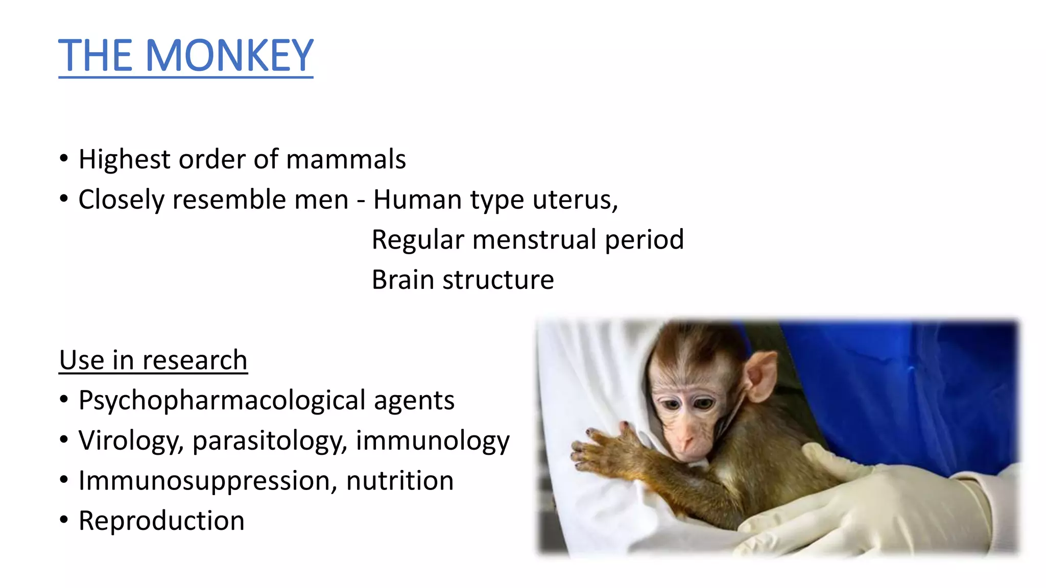 common lab animals.pptx