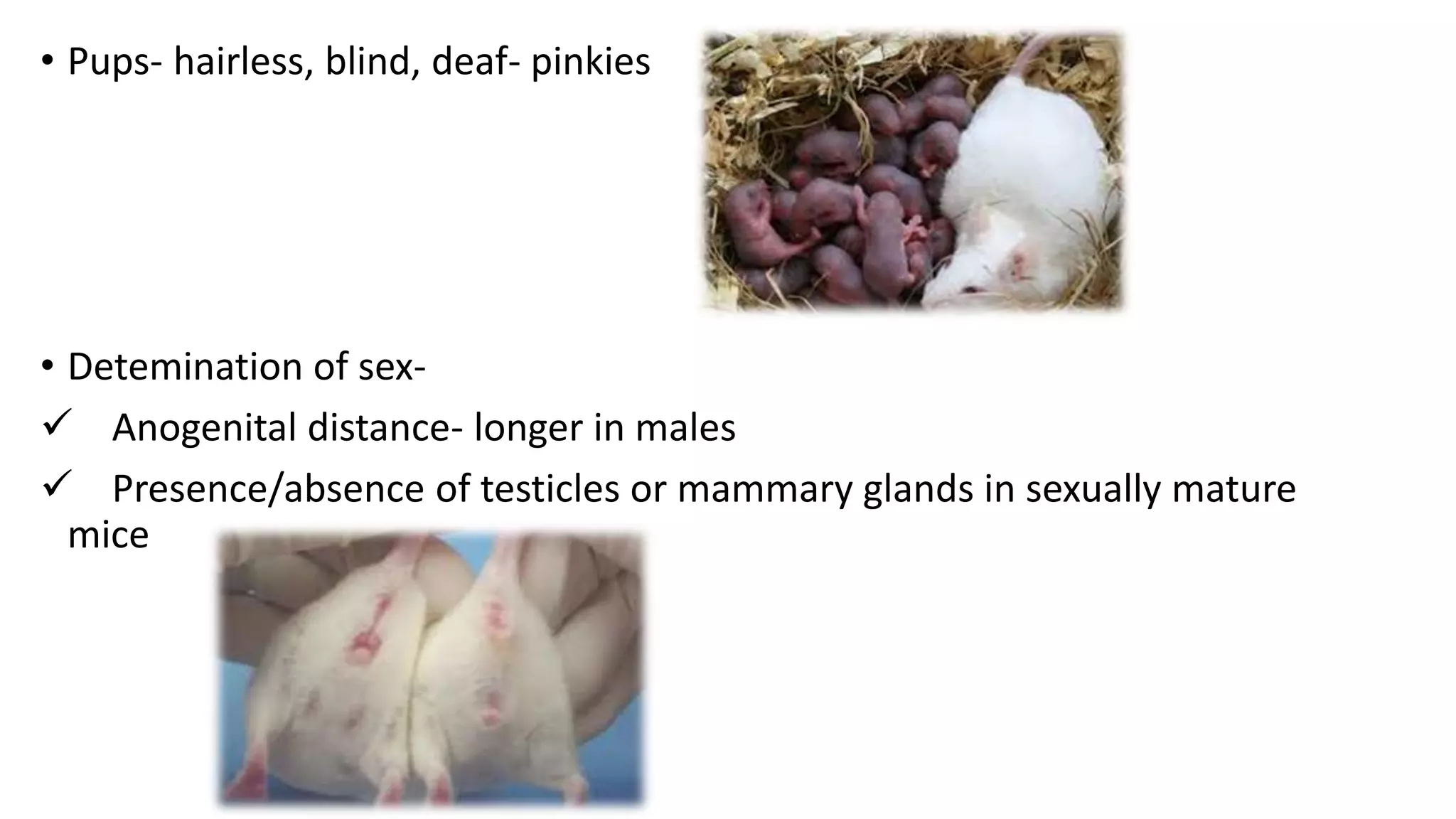 common lab animals.pptx