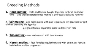 common lab animals.pptx