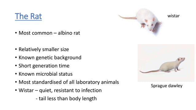 common lab animals.pptx